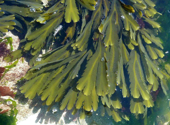 marine algae uk